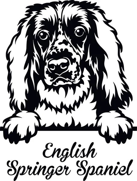 Springer spaniel head, Royalty-free Springer spaniel head Vector Images ...