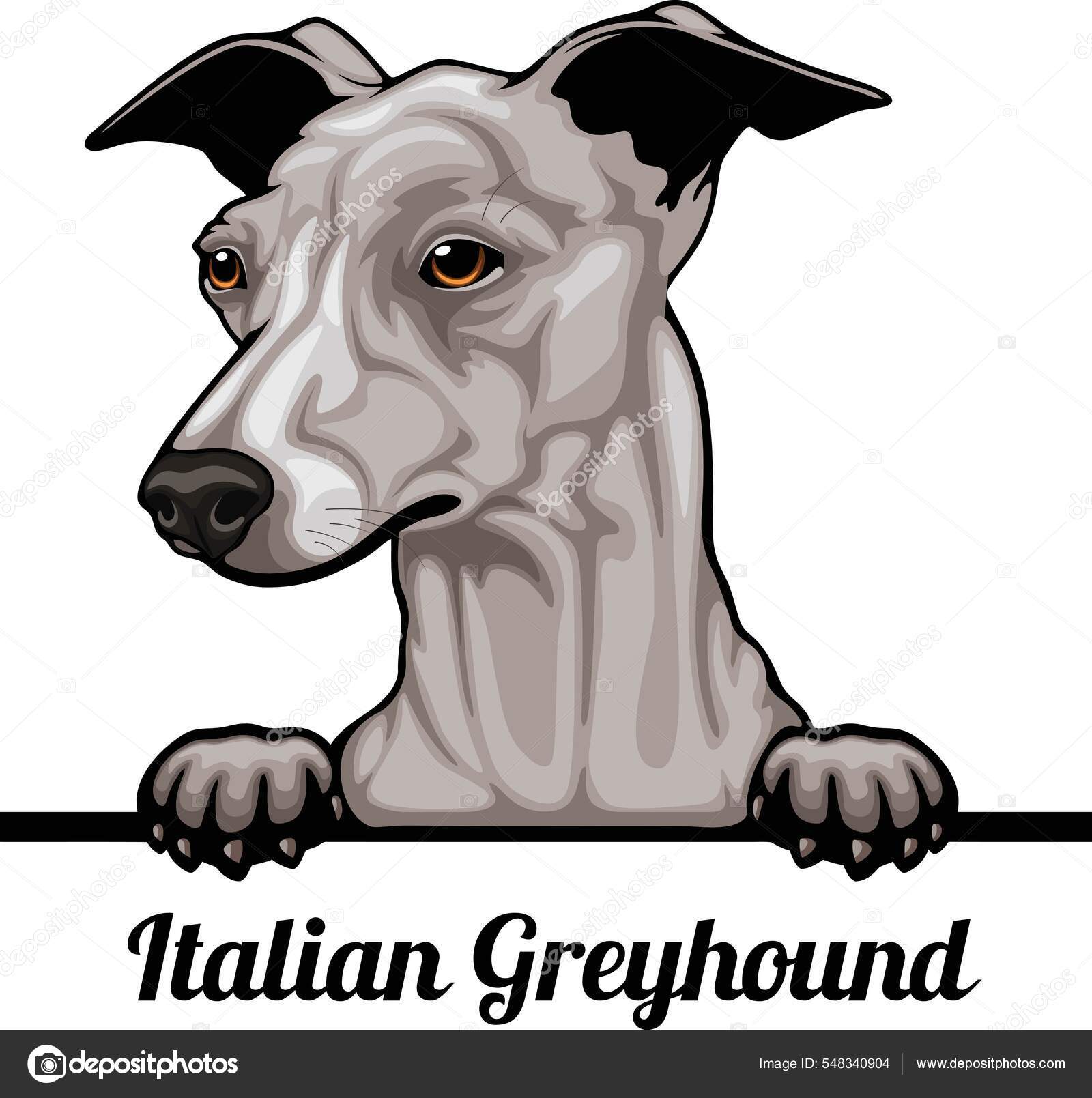 Italian Greyhound Color Peeking Dogs Dog Breed Color Image Dogs Stock ...