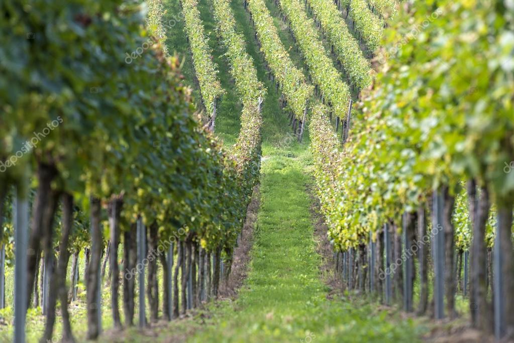 Beautiful rows of grapes in the vineyard Stock Photo by ©gyuszko 32780579