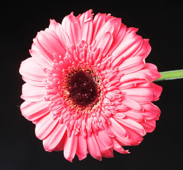 Pink gerbera Stock Photo by ©nemesis_inc 45731125