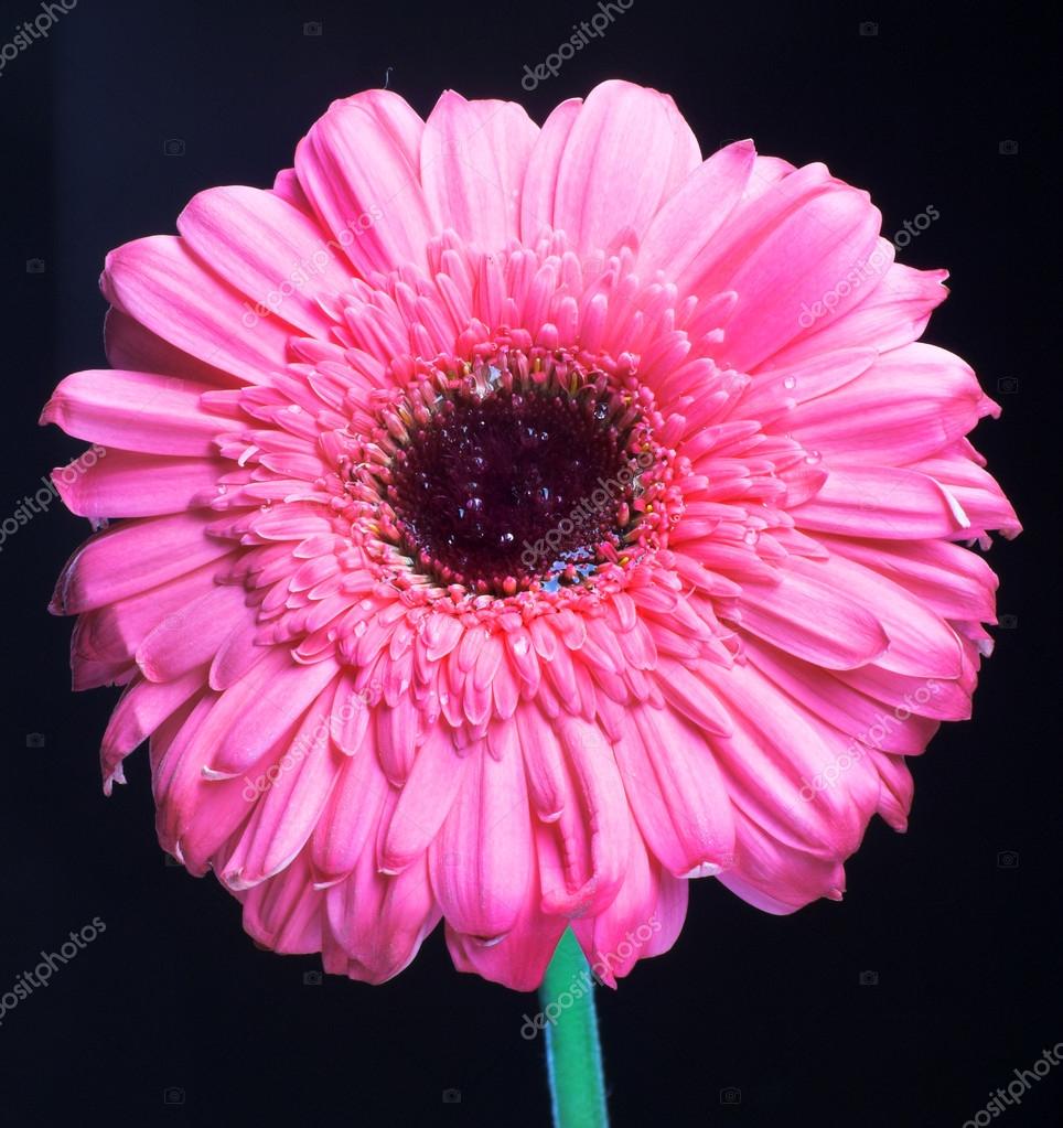Pink gerbera Stock Photo by ©nemesis_inc 45731125