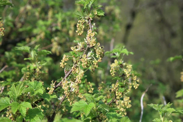 Flowers red currant. - Stock Image - Everypixel