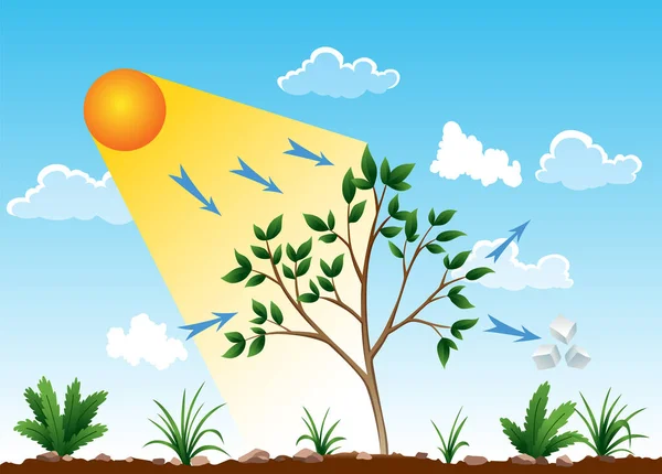 Photosynthesis as a process of tree produce oxygen using rain and sun ...