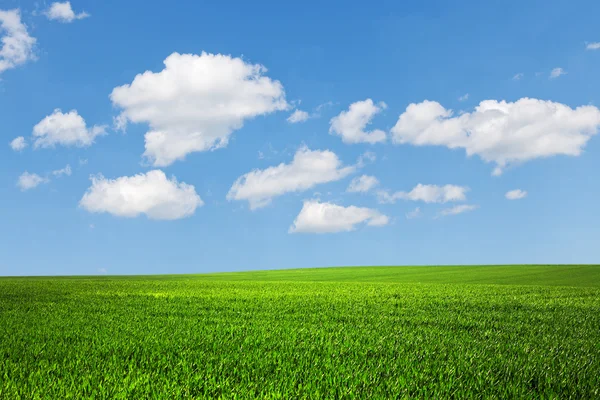 Field on a background of the blue sky Stock Photo by ©majaFOTO 5201546