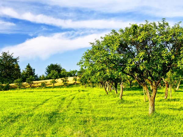 Apple orchard — Stock Photo © WDGPhoto #3779974