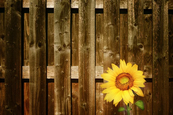 Sunflower fence Stock Photos, Royalty Free Sunflower fence Images ...