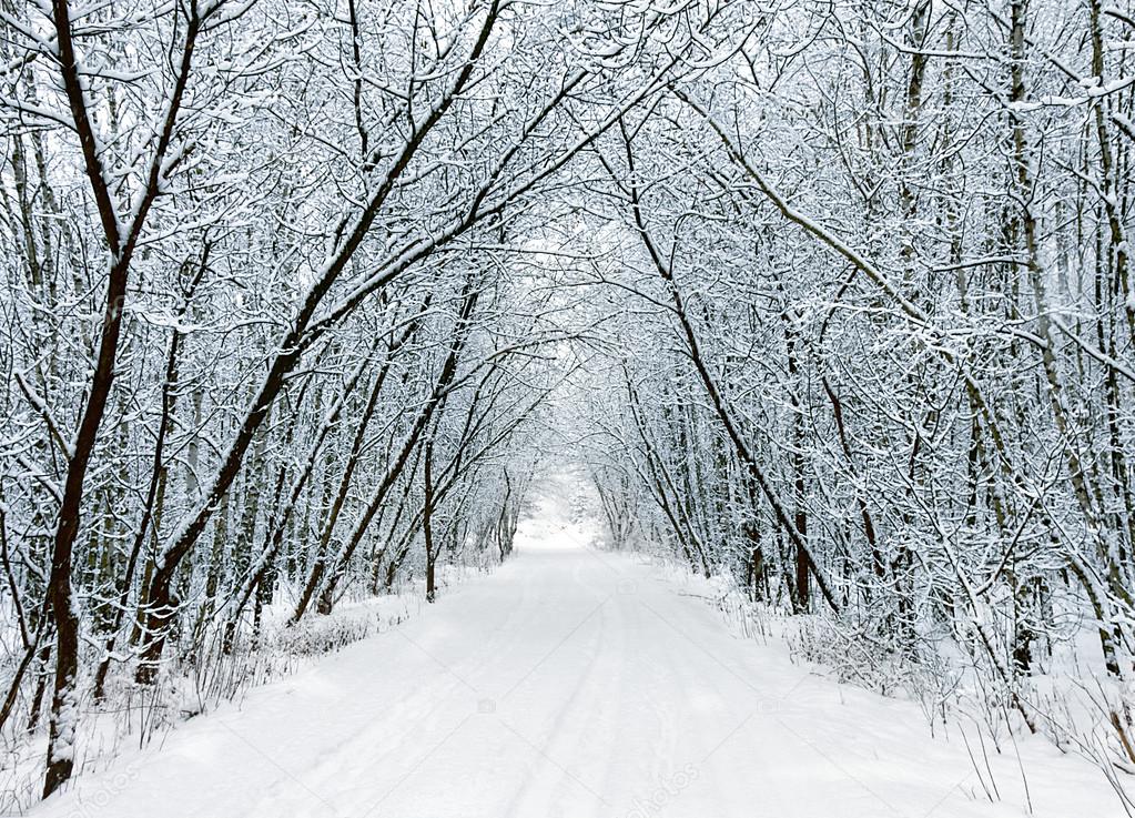 Snow forest alley — Stock Photo © WDGPhoto #34905477