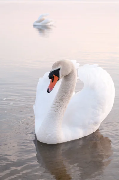 Swan — Stock Photo © TSpider #14614091