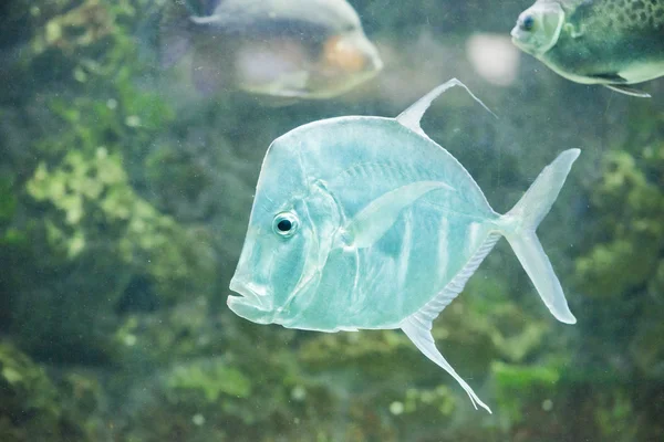 Freshwater Moon Fish