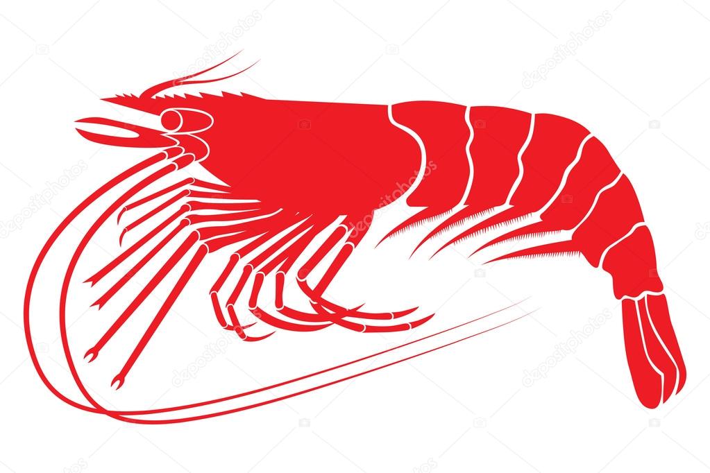 Cooked Shrimp Vector