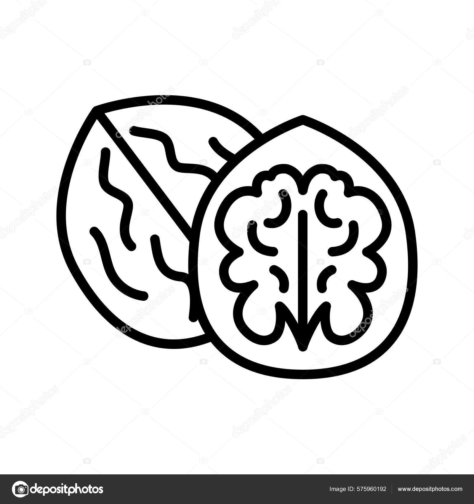 Walnut Outline Icon Isolated White Organic Food Vector Illustration ...