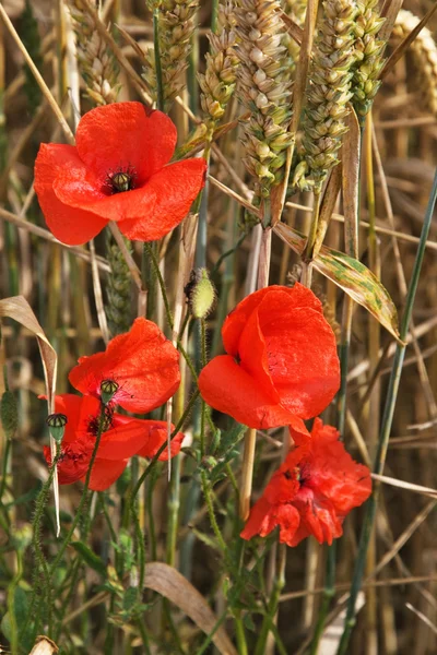 Poppy field Stock Photos, Royalty Free Poppy field Images | Depositphotos