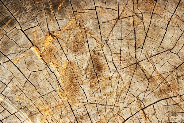 Cross section of wood Stock Photos, Royalty Free Cross section of wood ...