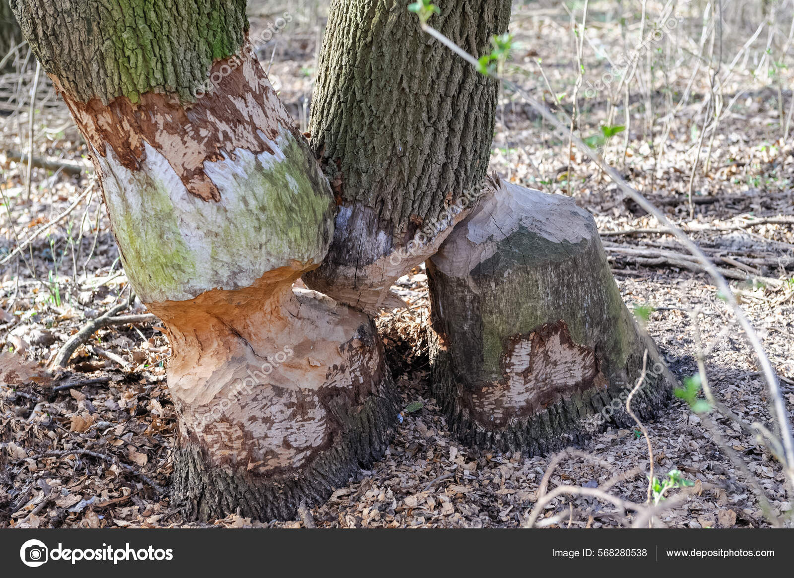 Tree Trunks Eaten Beavers — Stock Photo © rlat28 #568280538