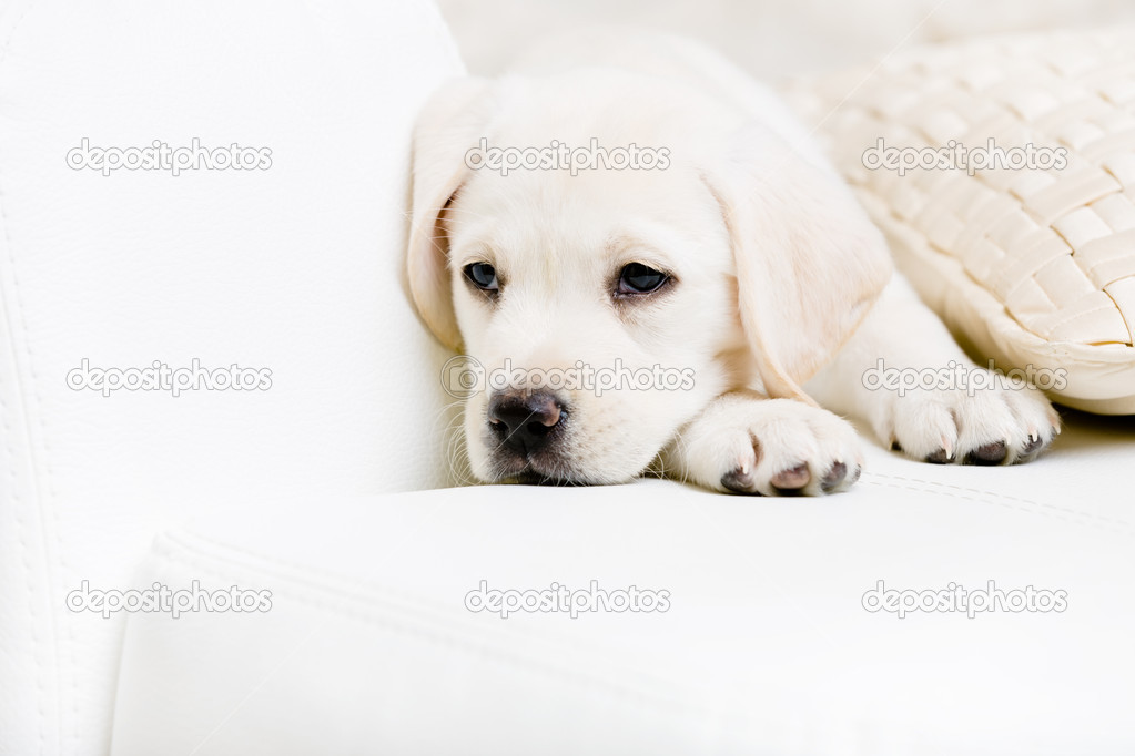 Are Labradors Sad