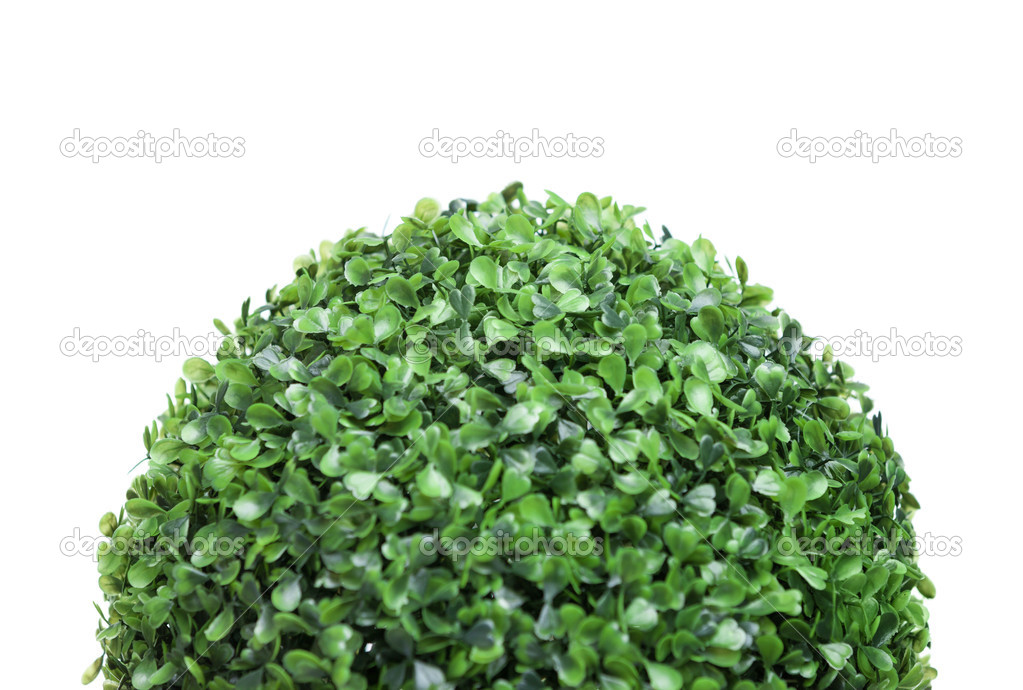 Semiball-shaped green bush Stock Photo by ©agencyby 46482665