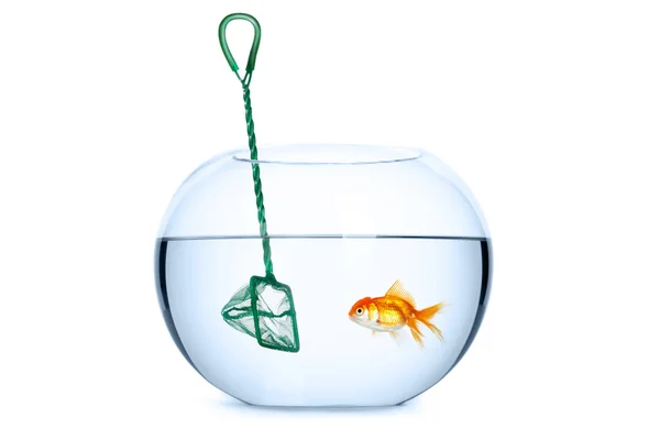 Front goldfish Stock Photos, Royalty Free Front goldfish Images ...