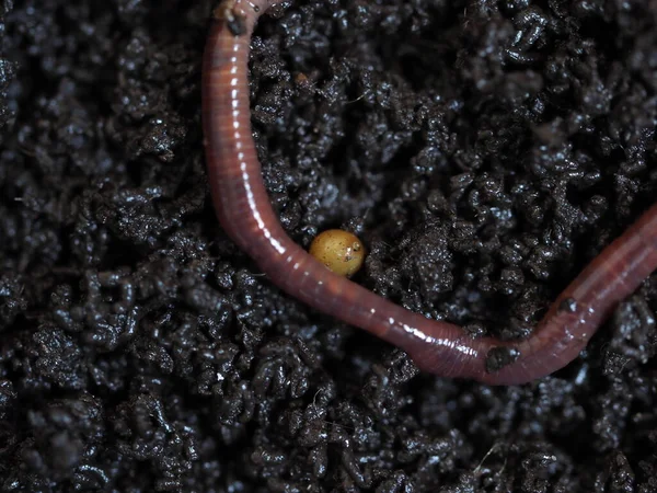 Earthworm cocoon Stock Photos, Royalty Free Earthworm cocoon Images ...