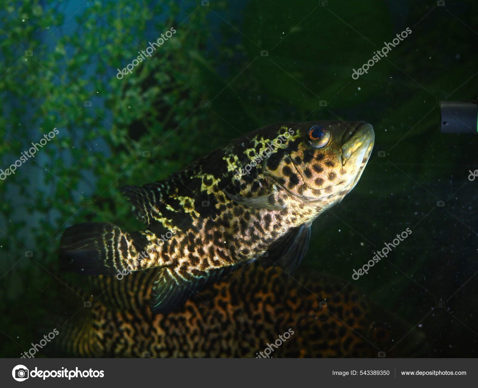 Big Fish Swims Home Aquarium Close Stock Photo by ©Omstudio 543389350