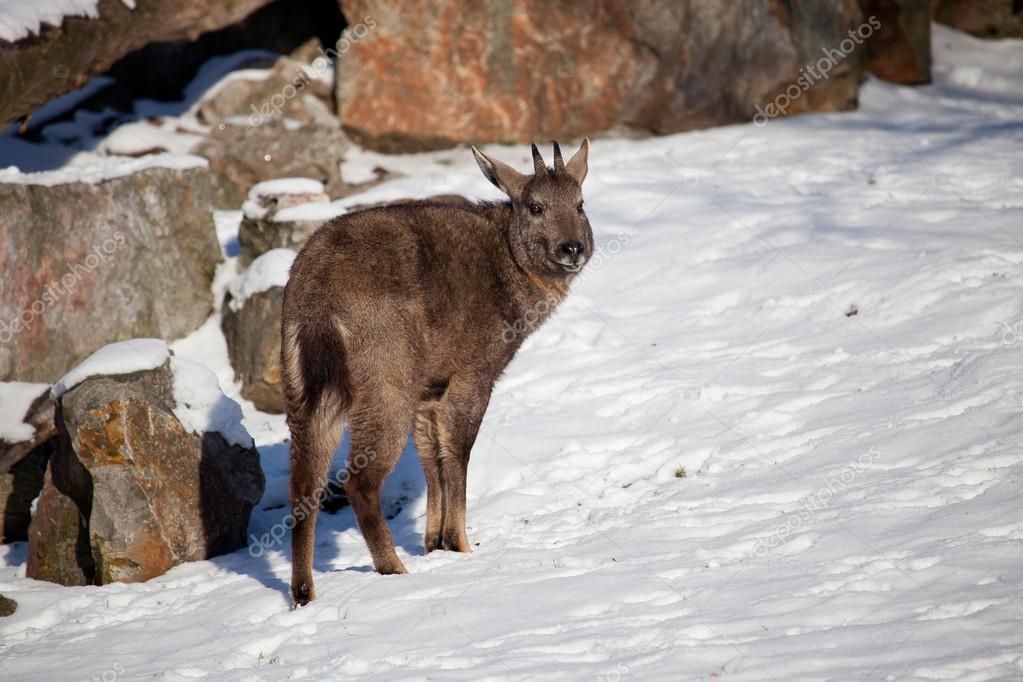 Long-tailed goral — Stock Photo © klesz5 #20274487