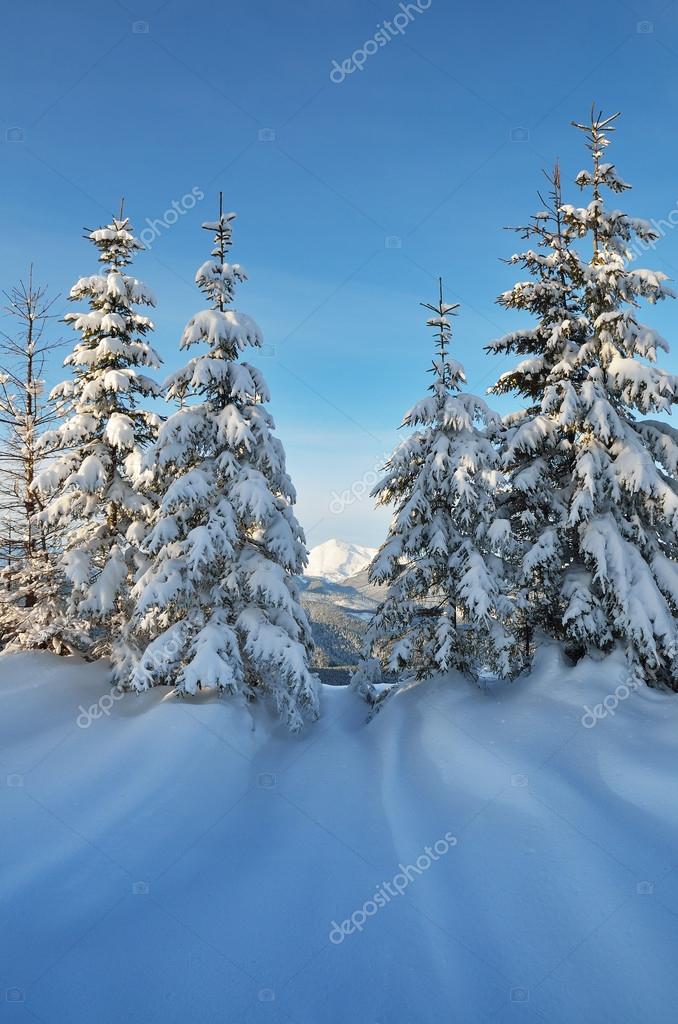 Coniferous trees in the snow Stock Photo by ©Kotenko 36527151