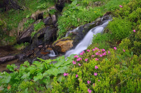 Flowers by a mountain stream - Stock Image - Everypixel