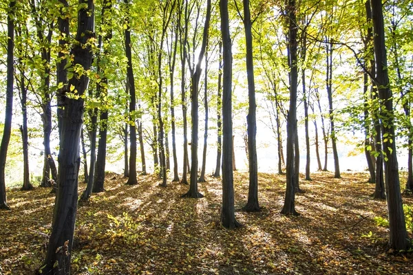 Raying Stock Photos, Royalty Free Raying Images | Depositphotos