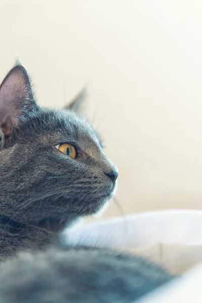 Kat profiel Stockfoto's, Rechtenvrije Kat profiel afbeeldingen ...