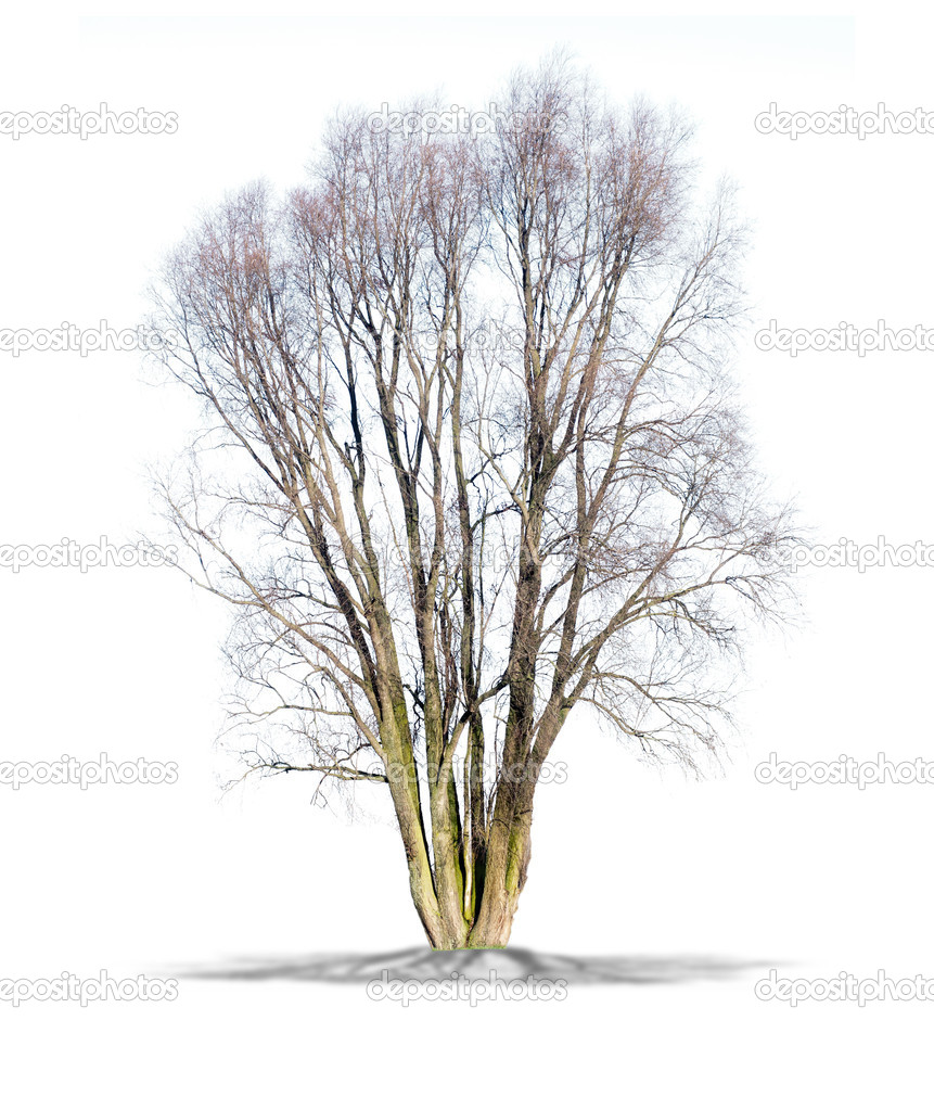 Dead tree on white background in high definition Stock Photo by ...