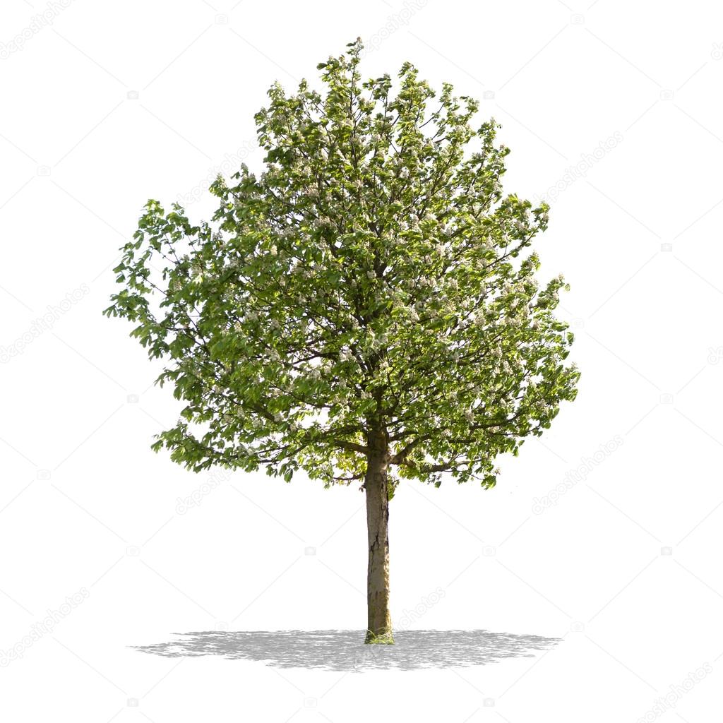 Beautifull green tree on a white background in high definition Stock ...
