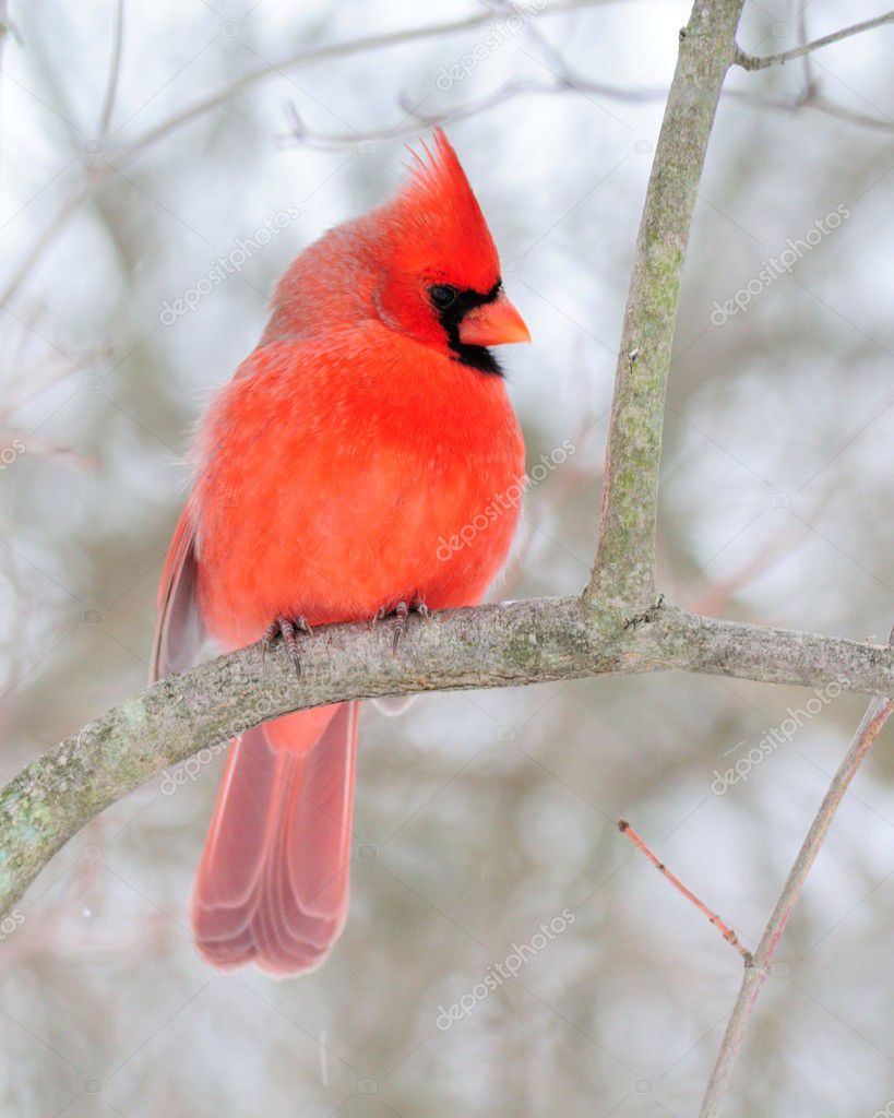 Male Cardinal Stock Photo by ©brm1949 18344689