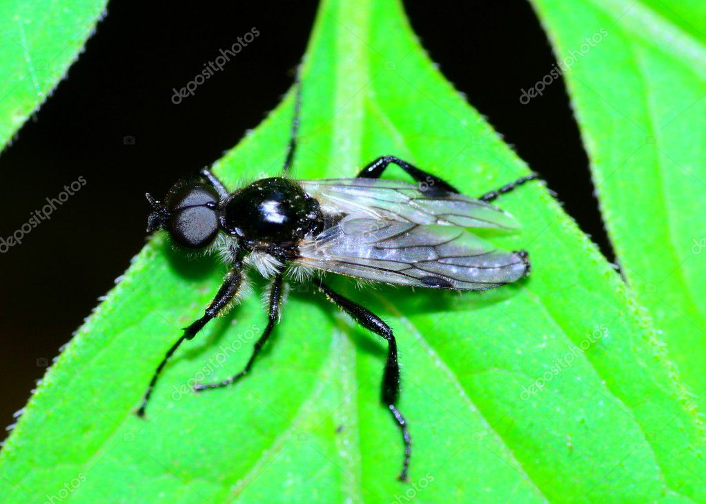 Black Soldier Fly — Stock Photo © brm1949 #26421585