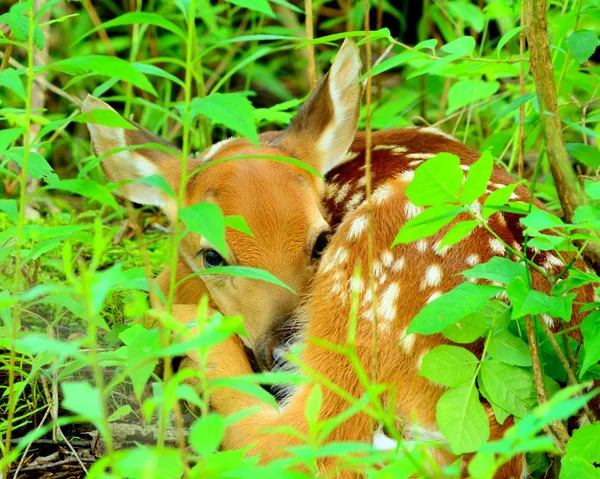 Baby deer Stock Photos, Royalty Free Baby deer Images | Depositphotos