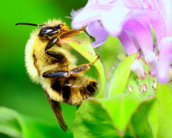Bumble Bee - Stock Image - Everypixel