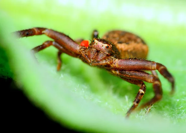 Crab Spider - Stock Image - Everypixel