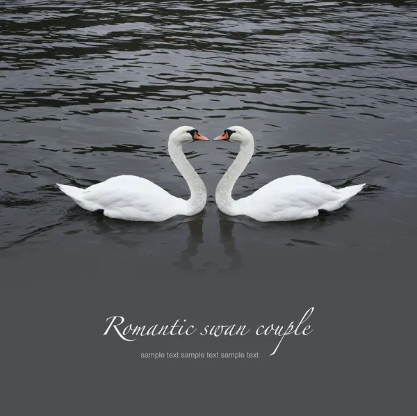Swan pair Stock Photos, Royalty Free Swan pair Images | Depositphotos®