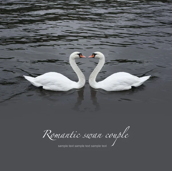 9,791 Swan couple Stock Photos, Images | Download Swan couple Pictures ...