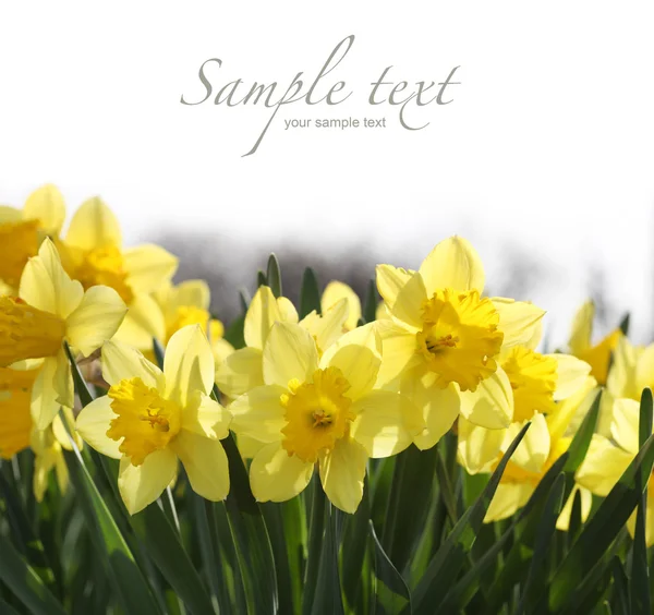 Daffodils Stock Photos, Royalty Free Daffodils Images | Depositphotos