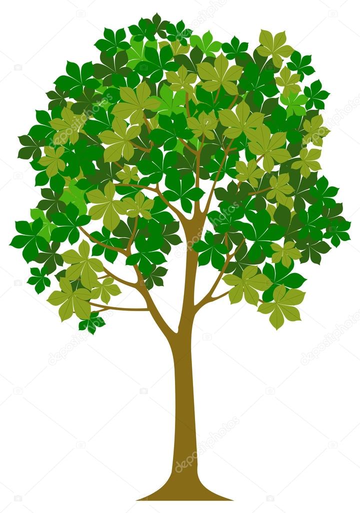 Chestnut tree Stock Vector Image by ©sababa66 #50080837