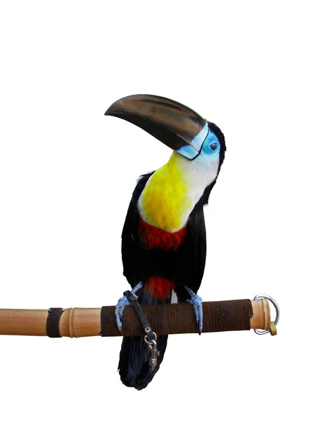 Beautiful toucan — Stock Photo © ddcoral #2195300