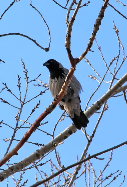 Grey crow — Stock Photo © ddcoral #2207694