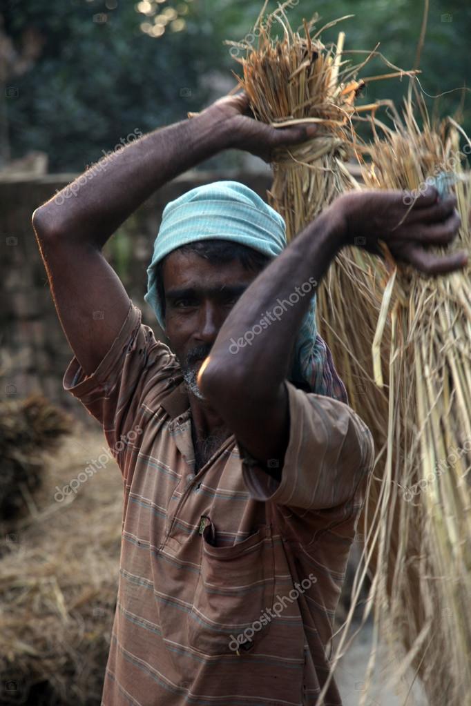 Rice is threshed-winnowed – Stock Editorial Photo © zatletic #32087819