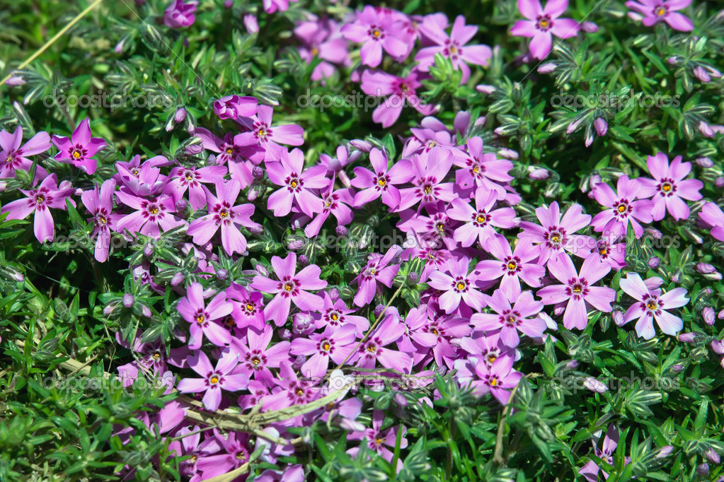 Phlox Subulata