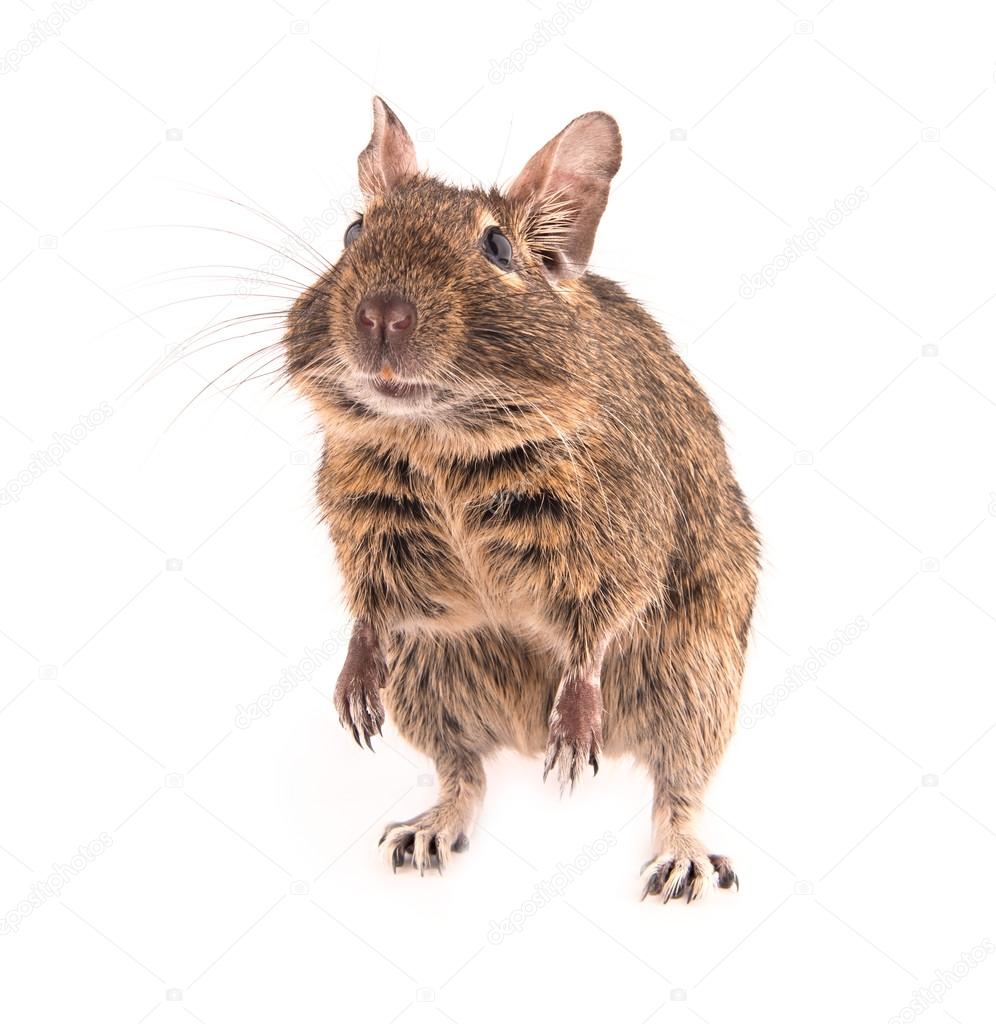Degu isolated on white background Stock Photo by ©Huhli13 35192103