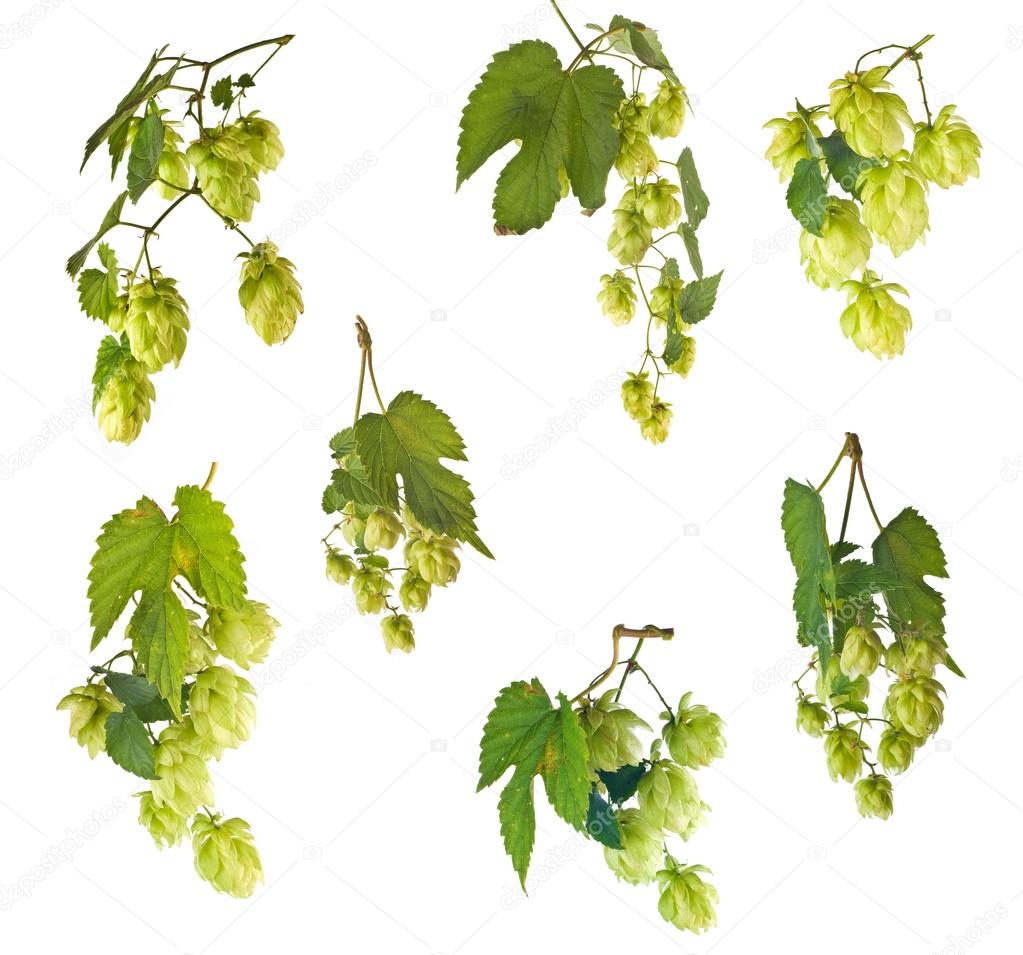 Set of hops — Stock Photo © ievavincer #12622940