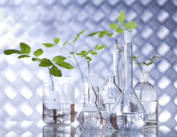 Plant growing in test tubes in a laboratory Stock Photo by ...
