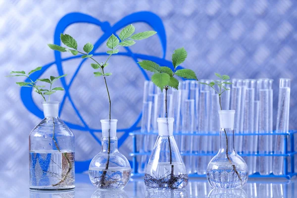 Plants in test tubes Stock Photo by ©belchonock 134825468