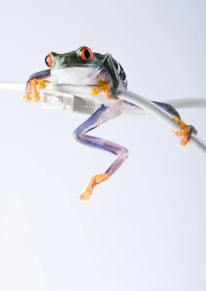 ᐈ Crazy frog stock images, Royalty Free photos crazy frog pics ...