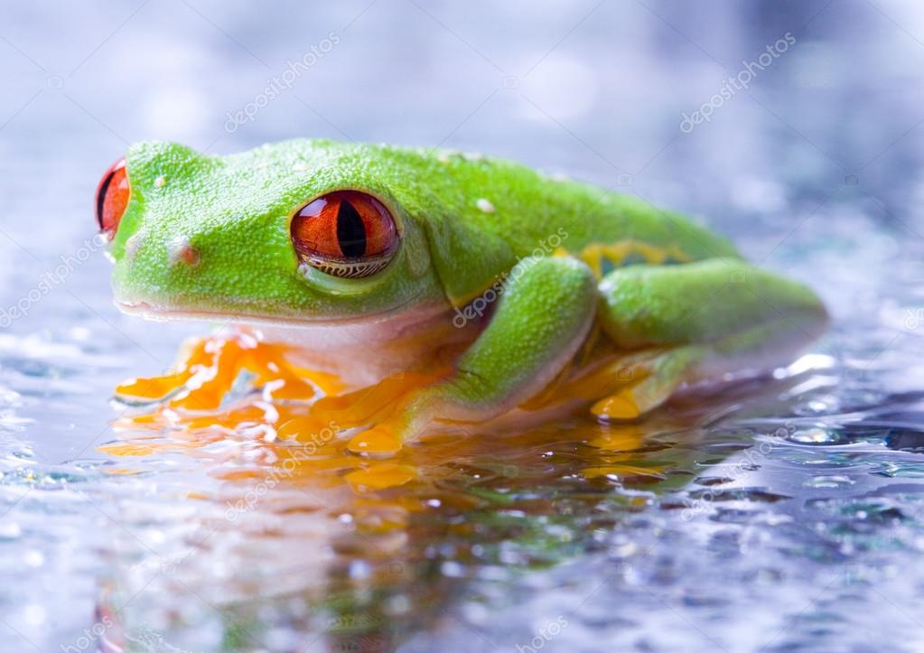 Rana verde: fotografía de stock © JanPietruszka #30691763 | Depositphotos