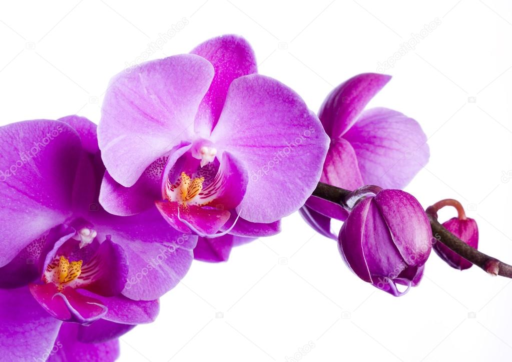 Orchids Stock Photo by ©JanPietruszka 30694313